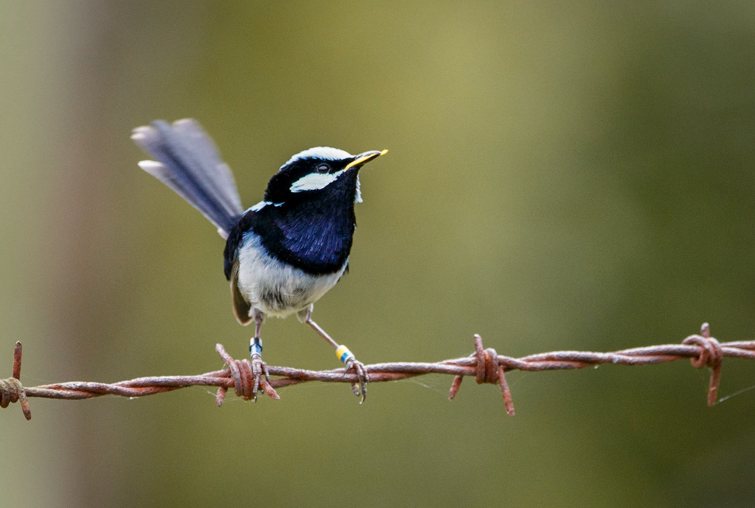 Superb fairy-wrens picky when helping others in distress | ANU Research ...